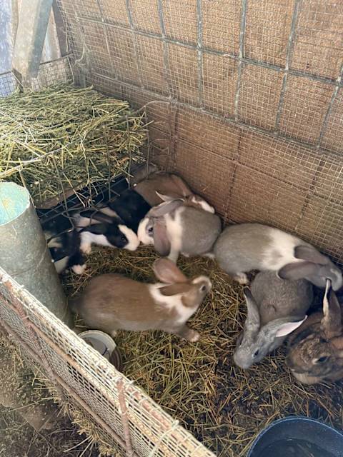 Rabbits New Zealand Cross | Rabbits | Gumtree Australia Salisbury Area ...