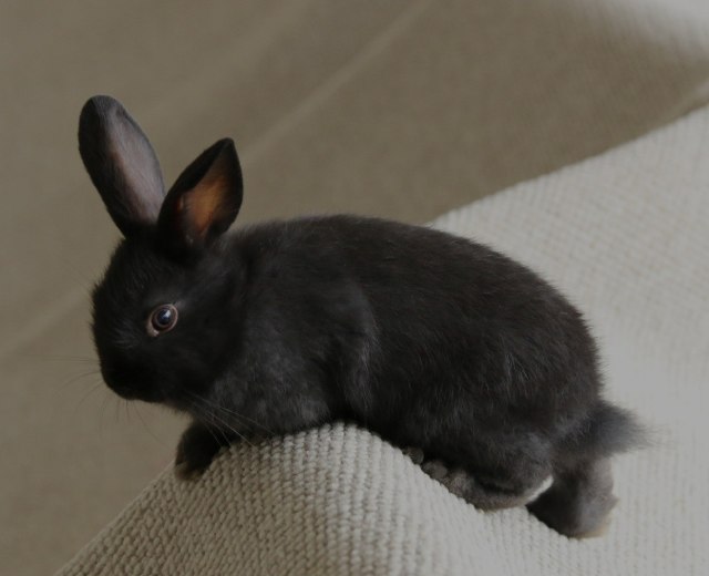 only 2 left! Netherland dwarf & Mini Lop rabbits 🐇 | Rabbits | Gumtree ...
