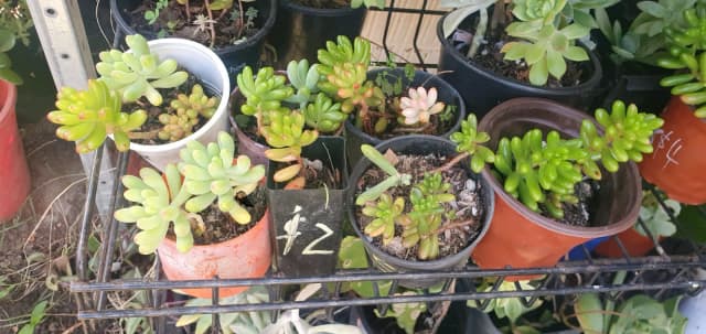 PLANT SALE. Freebies with every boxful. | Plants | Gumtree Australia ...