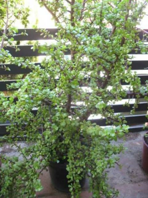 Beautiful lucky money plants, discounts for multi-purchases - Plants in ...