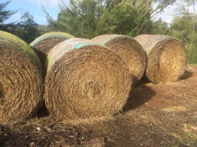 Hay, large round bales, made this year | Livestock | Gumtree Australia ...