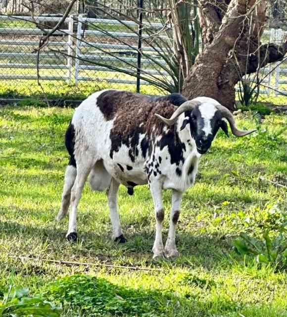 Damara Ram sheep | Livestock | Gumtree Australia Blacktown Area ...