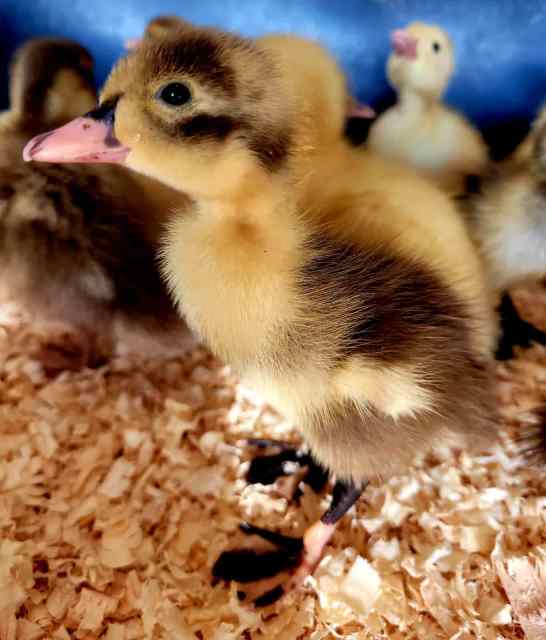 Day old pure bred ducklings - various breeds | Livestock | Gumtree ...