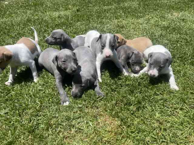 PUREBRED WHIPPET PUPPIES | Dogs & Puppies | Gumtree Australia Baw Baw ...