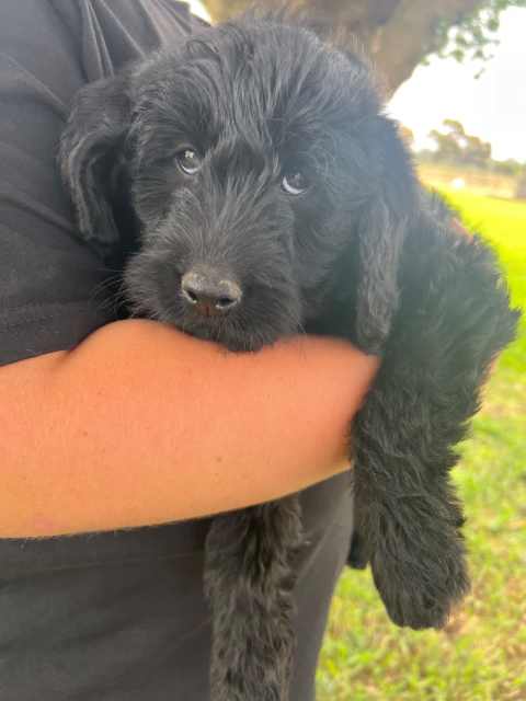 Labradoodles (Labrador x miniature poodle) | Dogs & Puppies | Gumtree ...