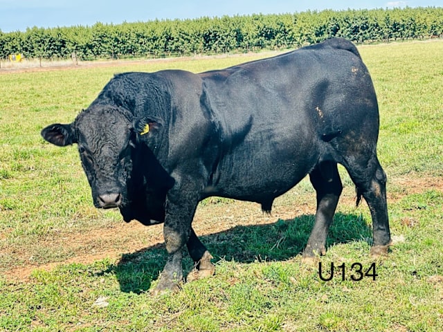 BLACK AND CARCASS - BULLS FOR SALE | Livestock | Gumtree Australia ...