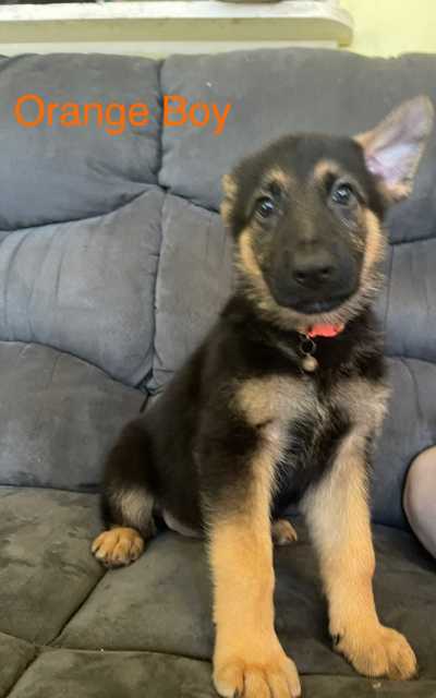 Pure Bred German Shepard Puppies | Dogs & Puppies | Gumtree Australia ...