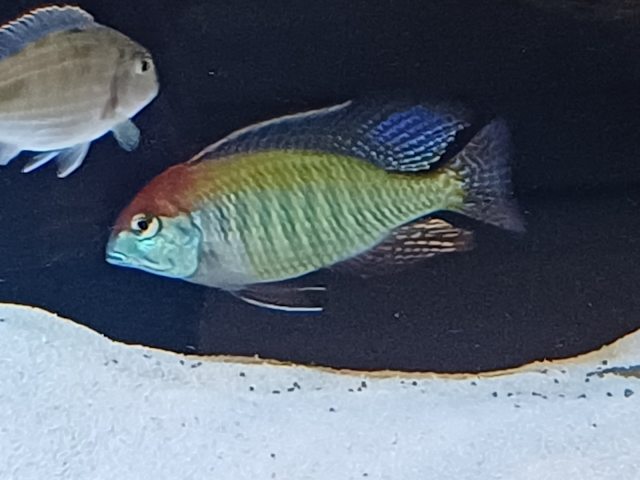 African Cichlids Red Cap Tanzania FULL SIZE 8M & 11F - Bris PICK UP ...