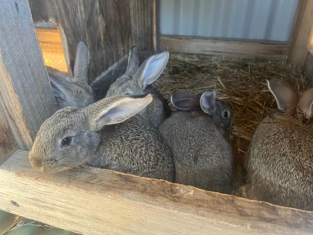 Flemish Giant meat rabbits | Rabbits | Gumtree Australia Murrindindi ...