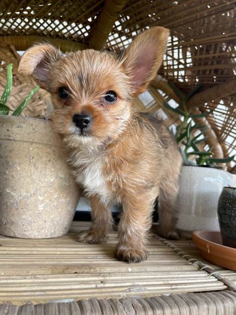Chorkie/Yorkchi Pups ( Pure Yorkshire terrierxPure Chihuahua) | Dogs ...
