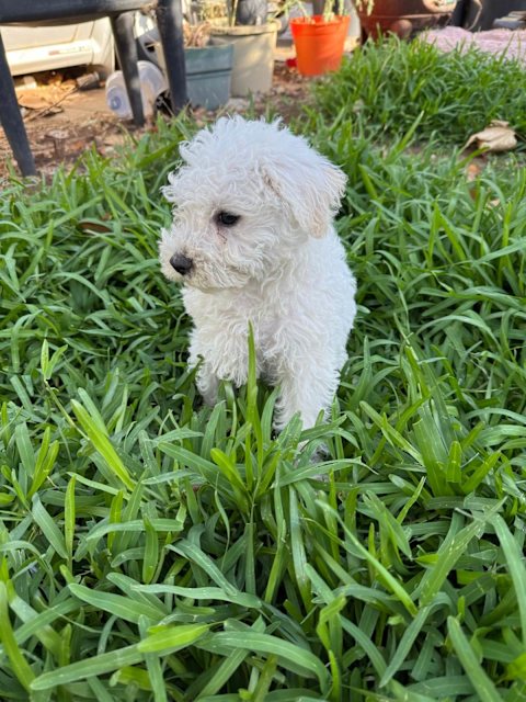 Moodle puppies | Dogs & Puppies | Gumtree Australia Salisbury Area ...