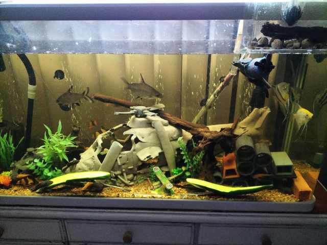 Chiclids, large sliver shark and longfinl bristlenoses | Fish | Gumtree ...