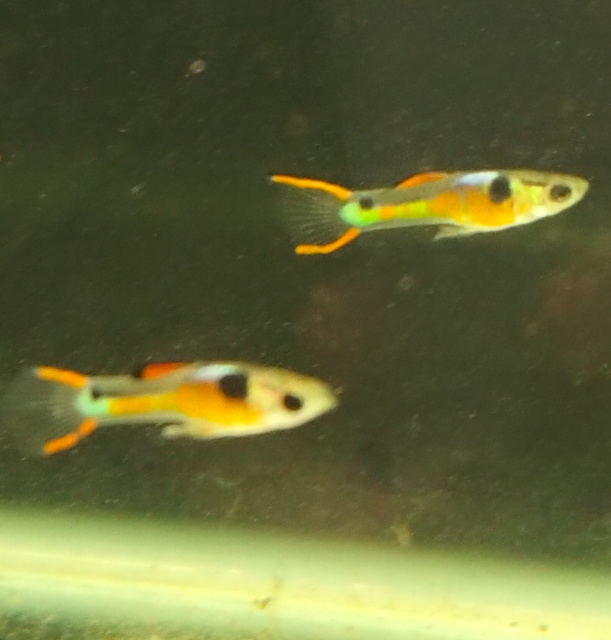 Peacock Endler Guppy Colony - Perfect Nano Fish | Fish | Gumtree ...