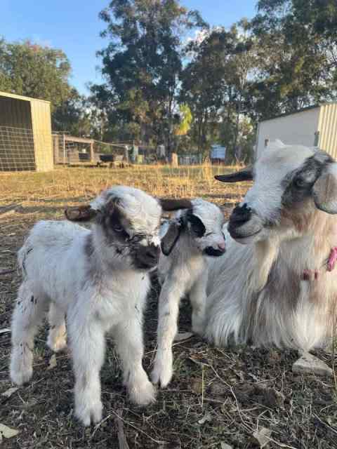 Miniature Goat Kids | Livestock | Gumtree Australia Lockyer Valley ...