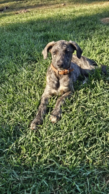 Staghound pups | Dogs & Puppies | Gumtree Australia Northern Areas ...