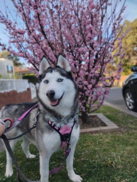 3yr old female husky named Oreo she is vaxed, chipped, deserved, liste ...