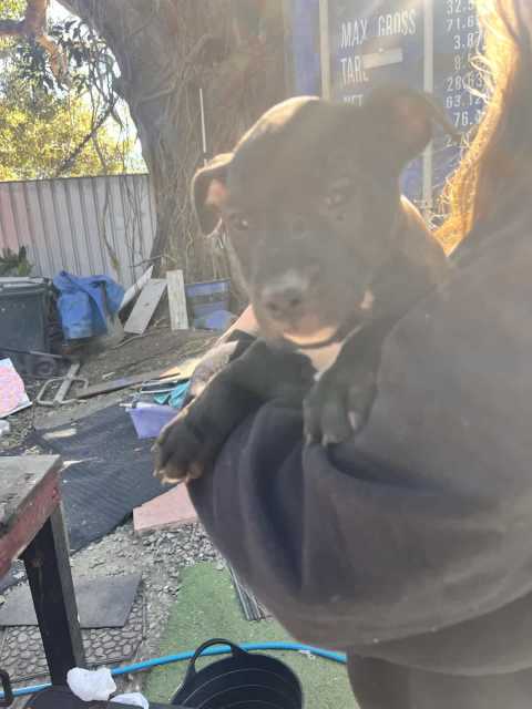 Red nose cross | Dogs & Puppies | Gumtree Australia Ipswich City ...