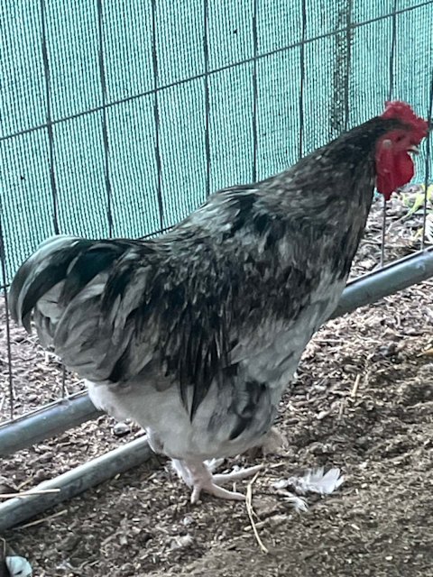 Two Handsome Bantam-cross Roosters | Livestock | Gumtree Australia ...