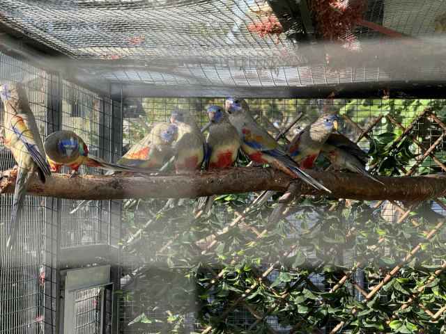 Red vented blue bonnet parrots | Birds | Gumtree Australia Swan Area ...