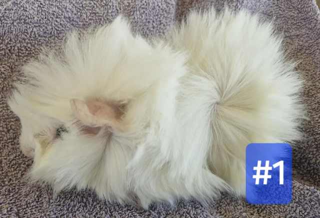 YOUNG MALE LONGHAIR (SHEBA MINI YAK) GUINEA PIGS | Other Pets | Gumtree ...