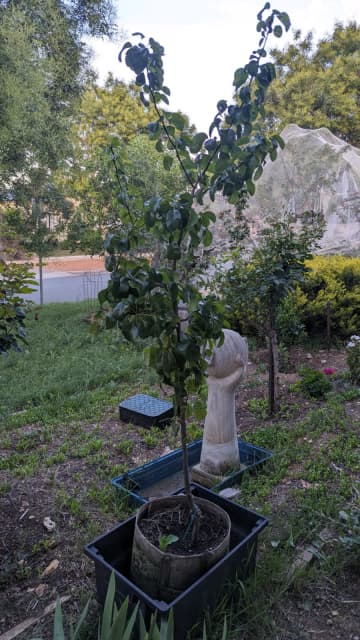 1.80m Grafted Beurre Bosc Pear tree | Plants | Gumtree Australia ...