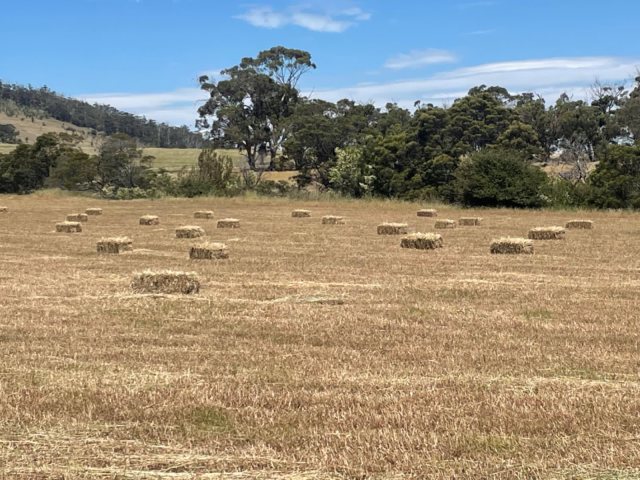 Hay Bales | Livestock | Gumtree Australia Sorell Area - Orielton ...
