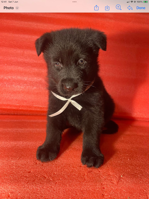 German Shepherd Puppies | Dogs & Puppies | Gumtree Australia Frankston ...