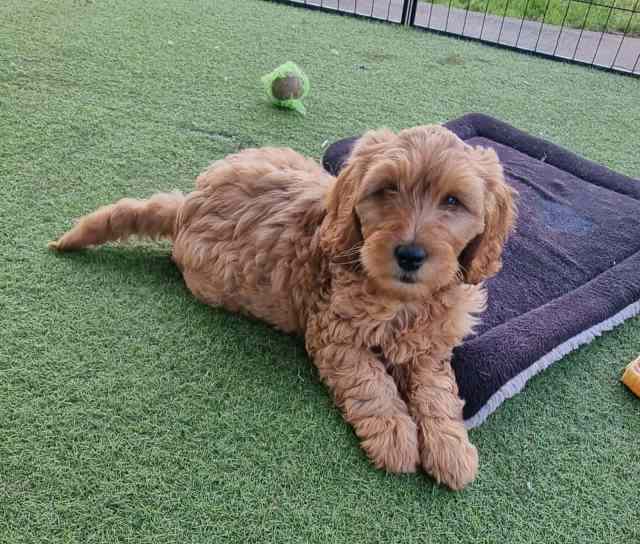 Mini Female Groodle TOILET TRAINED AND CRATE TRAINED | Dogs & Puppies ...