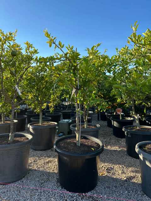 Meyer Lemon Trees in 500mm Pots - Plants in Camden South NSW | Gumtree ...