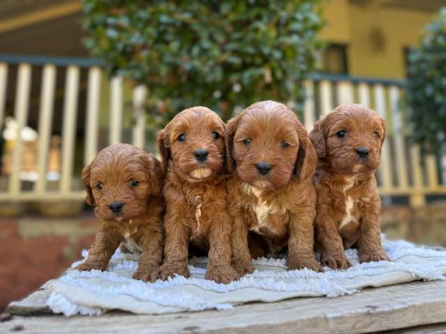 Dark Red Toy Cavoodle Puppies! One boy left 💙 | Dogs & Puppies ...