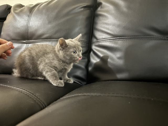 Blue Manx cross kittens | Cats & Kittens | Gumtree Australia Caboolture ...