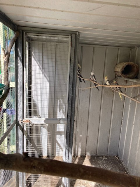8 healthy weiros including large aviary | Birds | Gumtree Australia ...