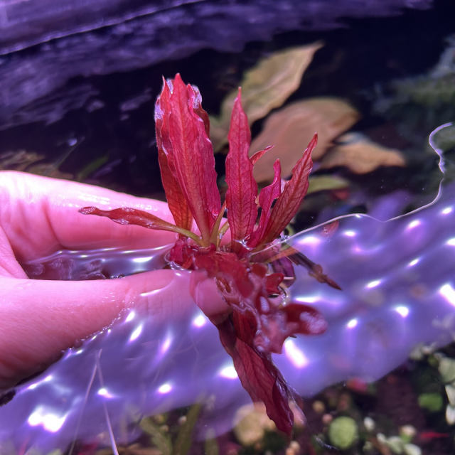 Easy - Rare Aquarium Plants Snails Fish Tank Anubias Fern Crypt | Fish ...