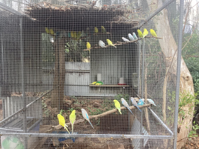 Young Budgies | Birds | Gumtree Australia Cabonne Area - Canowindra ...