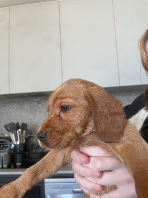 Cocker Spaniel/Labrador puppies (spanador or Cockador) x 7 | Dogs ...