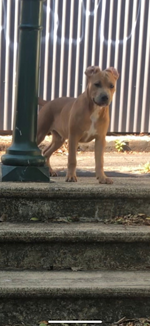 Amstaff pitty staffy - Miscellaneous Goods in Waterloo NSW | Gumtree ...