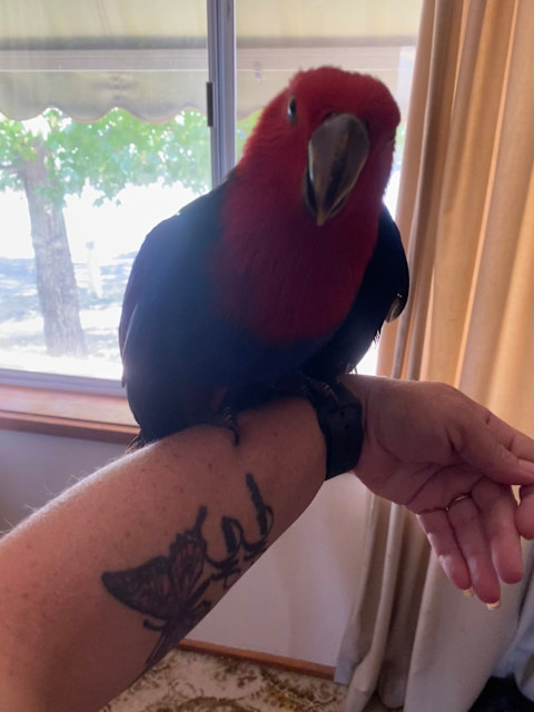 Eclectus girl is ready for her new home. | Birds | Gumtree Australia ...
