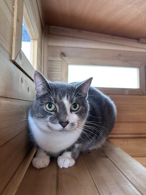 Domestic cat (Hazel) | Cats & Kittens | Gumtree Australia Gold Coast ...