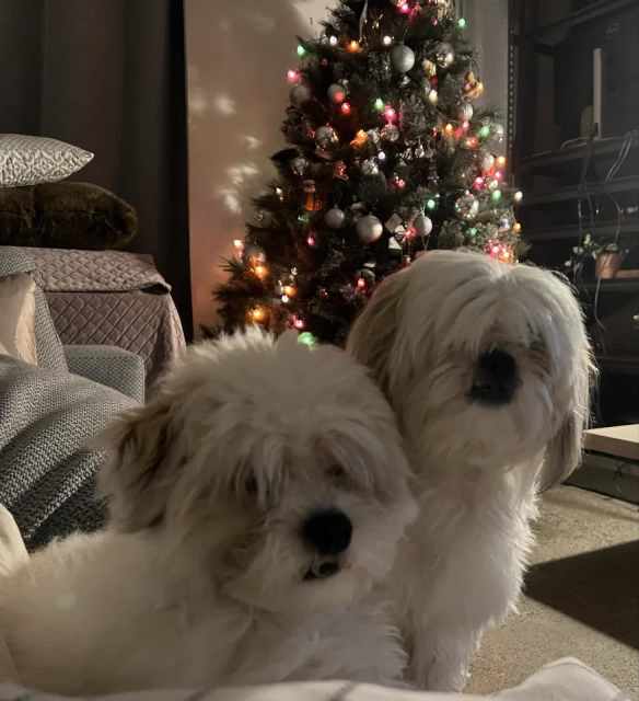 1 x Female & 1 x Male Maltese Shih Tsu’s | Dogs & Puppies | Gumtree ...