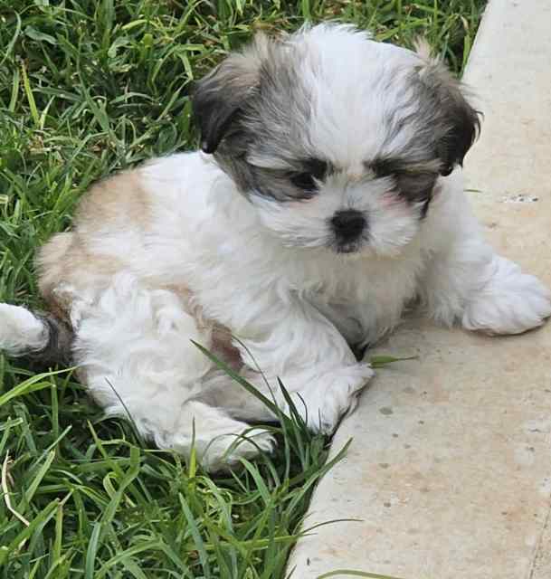 Maltese x Shih Tsu Puppy | Dogs & Puppies | Gumtree Australia Salisbury ...