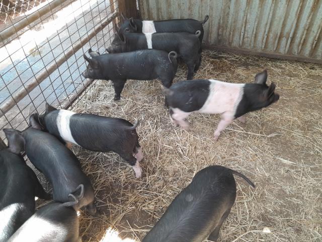 Piglets for Sale | Livestock | Gumtree Australia Tablelands - Herberton ...