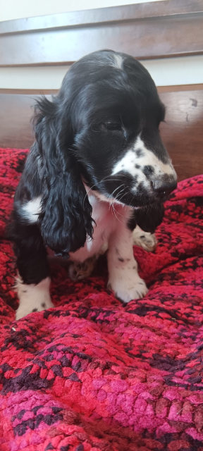 English Cocker spaniel puppy English Cocker spaniel puppy | Dogs ...