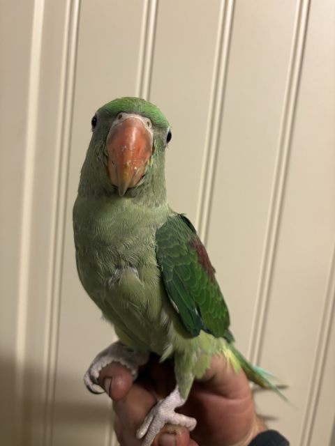 Alexandrine hand raised parrot | Birds | Gumtree Australia Salisbury ...