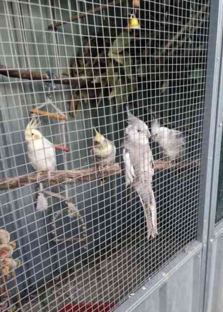 Hand tame cockatiels | Birds | Gumtree Australia Penrith Area ...