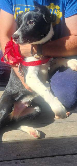 purebred border collie pup from working lines | Dogs & Puppies ...