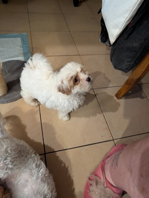 Puppies Bishion frese 2 available girl boy | Dogs & Puppies | Gumtree ...