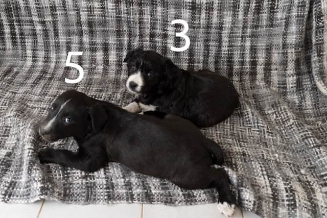 Beautiful Mixed Breed Puppies Vaccinated, Microchipped Ready April ...