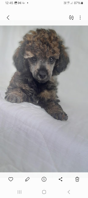 PURE BRED MINIATURE POODLE SABLE PUPPIES . BORN 27/2/25 | Dogs ...