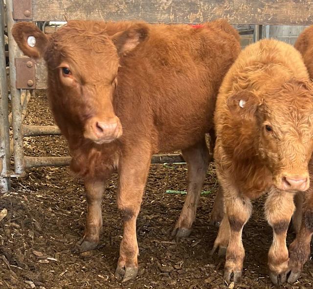 PURE BEEF CALVES HEIFERS | Livestock | Gumtree Australia Cardinia Area ...
