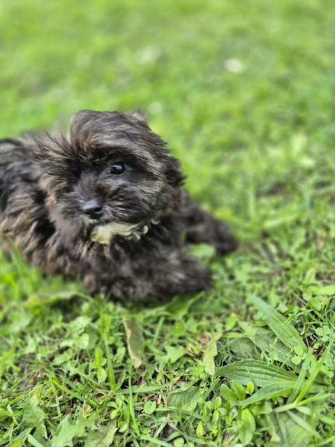 Adorable shoodle puppies | Dogs & Puppies | Gumtree Australia Liverpool ...